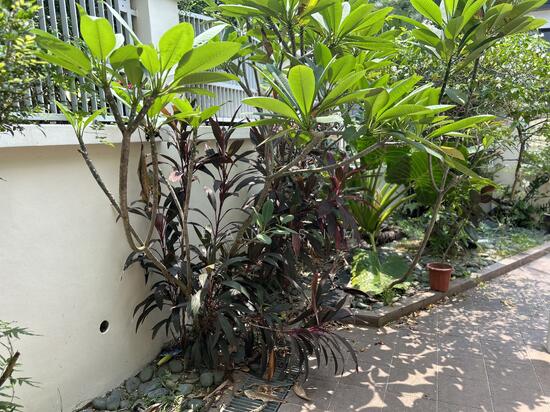 One Tree Hill Road, Jalan Tupai, One Tree Hill Road, 5 Bedrooms, 3,000 ...